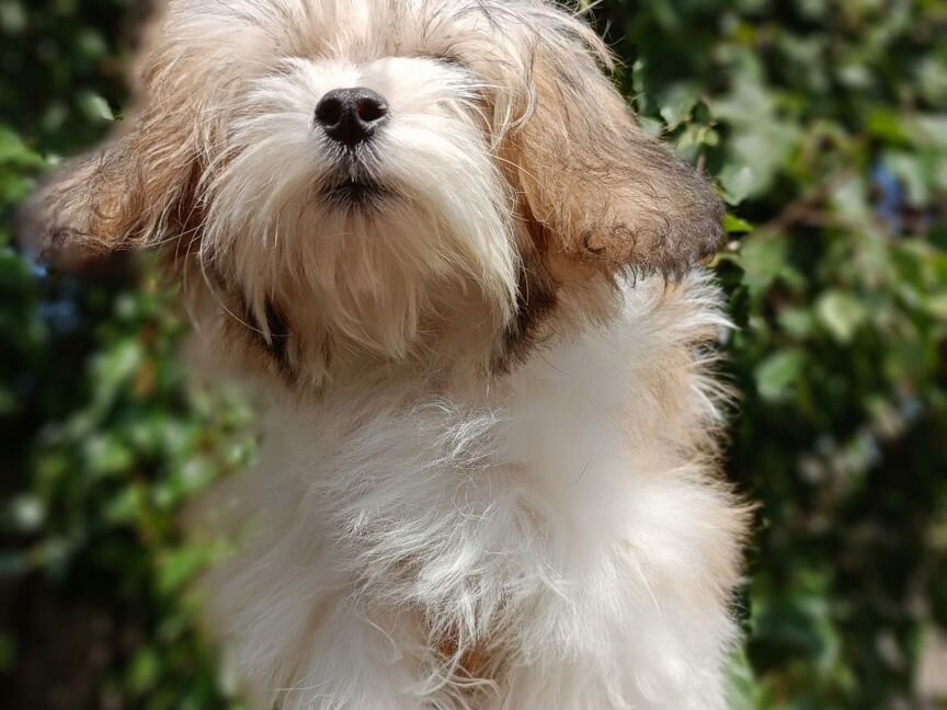 Миниатюрные болоночки