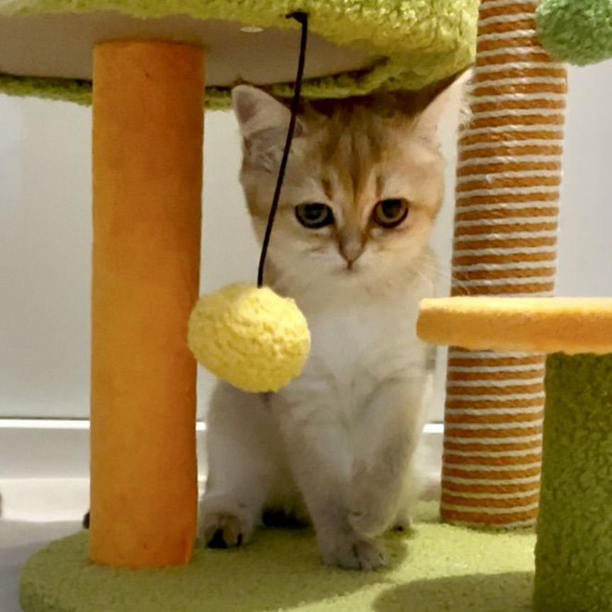 Британские котята, мальчик