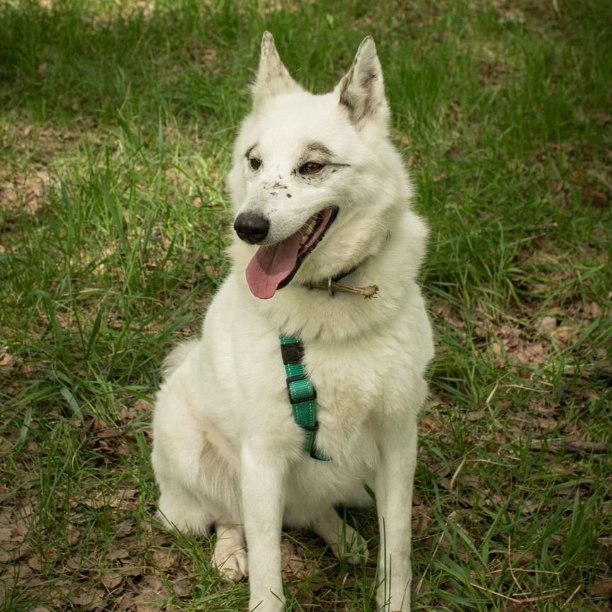 Ищем дом для Сюзанны