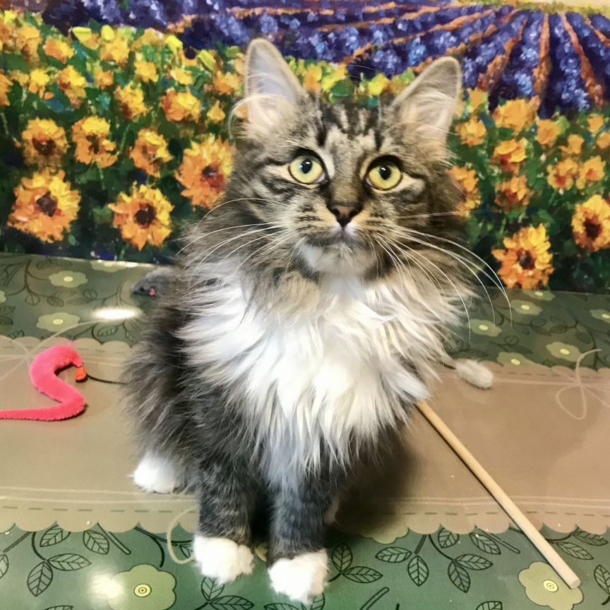 Котенок Фифа