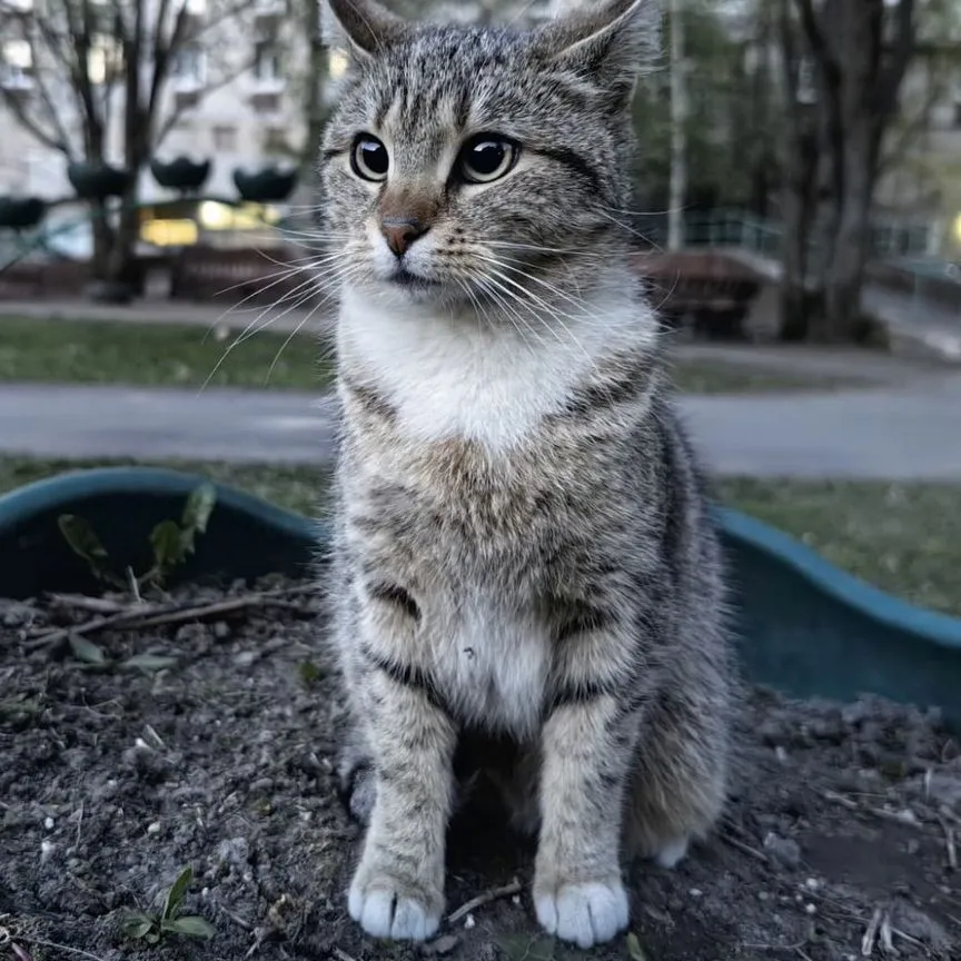 Кошка Дуся в свой дом в добрые руки