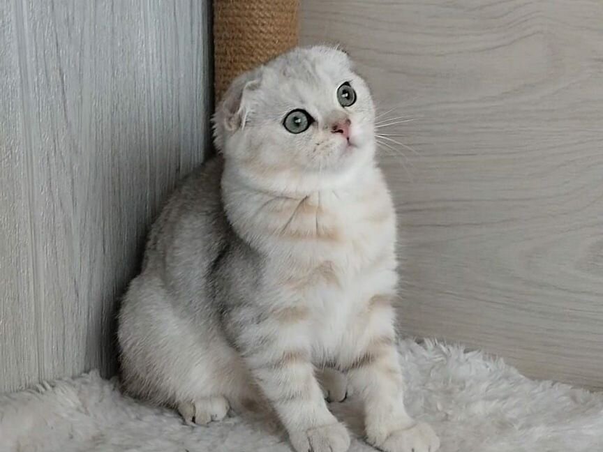 Скоттишфолд девочка