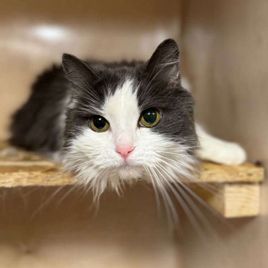 Волшебная Сказка. Кошечка из приюта