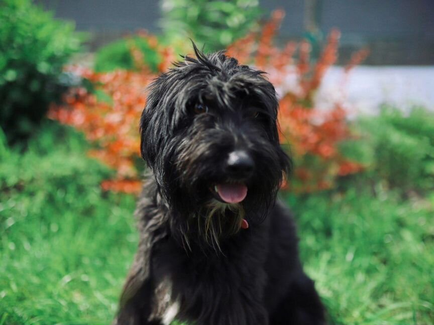 Молодой метис миттеля в дар