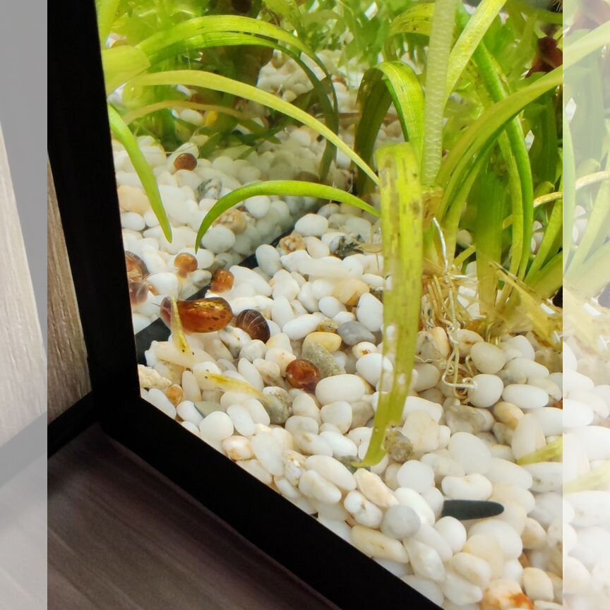 Креветки жёлтый неон