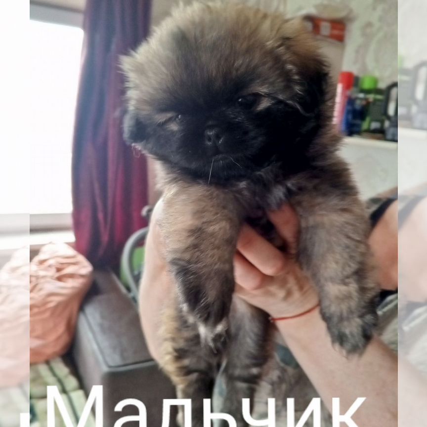 Пекинес, щенок