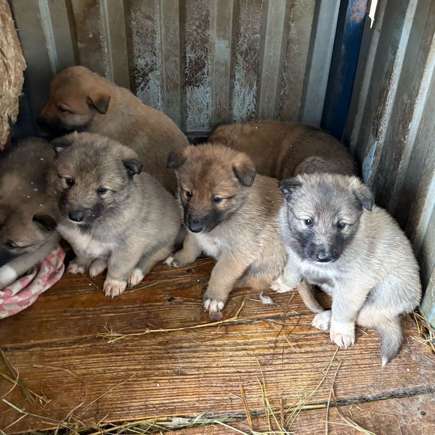 Западносибирская лайка, щенок