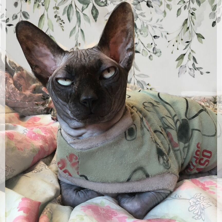 Кот канадский сфинкс вязка с серьезной родословной