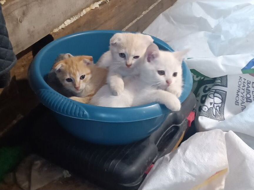 Отдам бесплатно в добрые руки