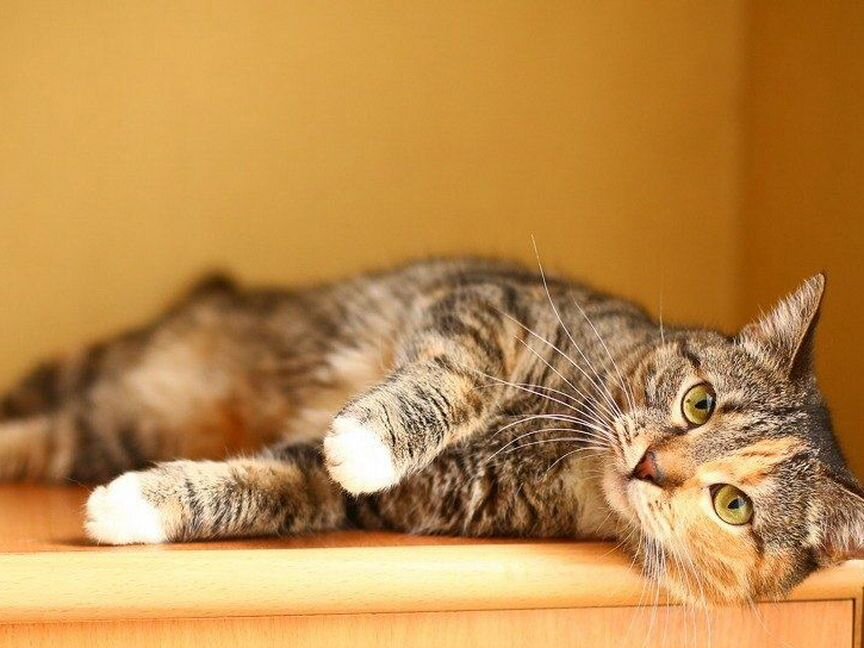 Кошка Сайра в добрые руки