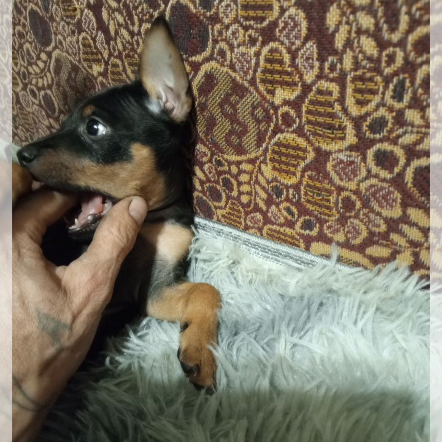 Русский той-терьер, щенок