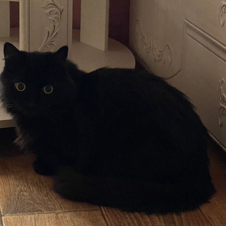 Взрослый кот в добрые руки