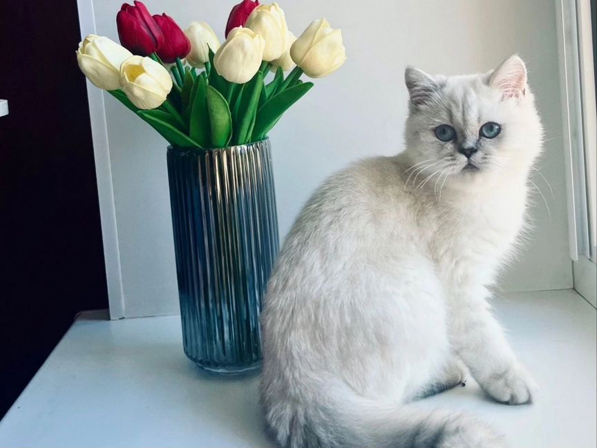 Британский Котик