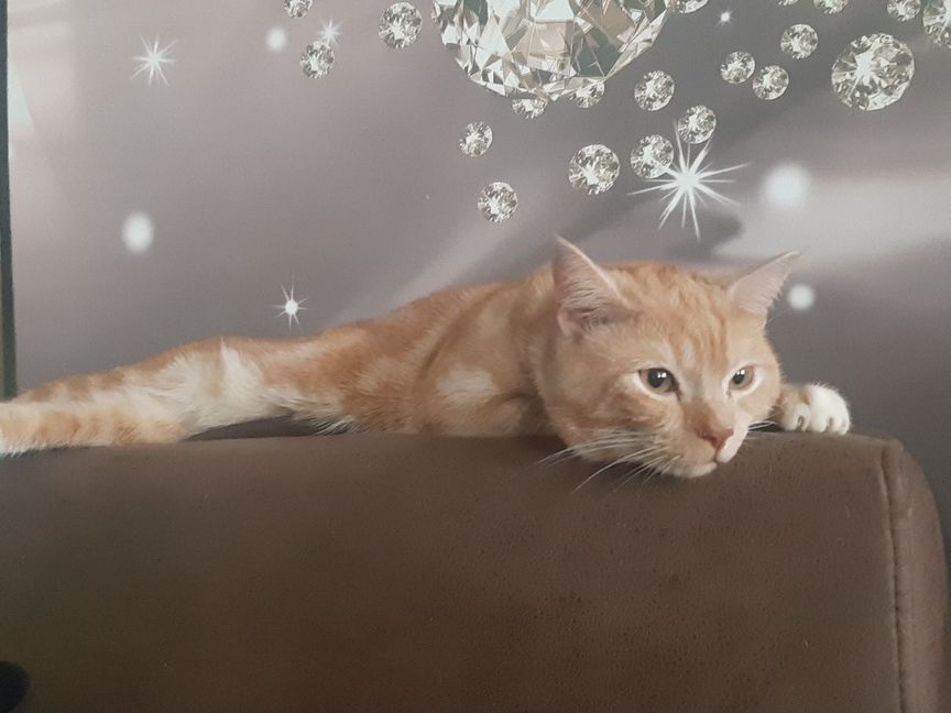 Кошка