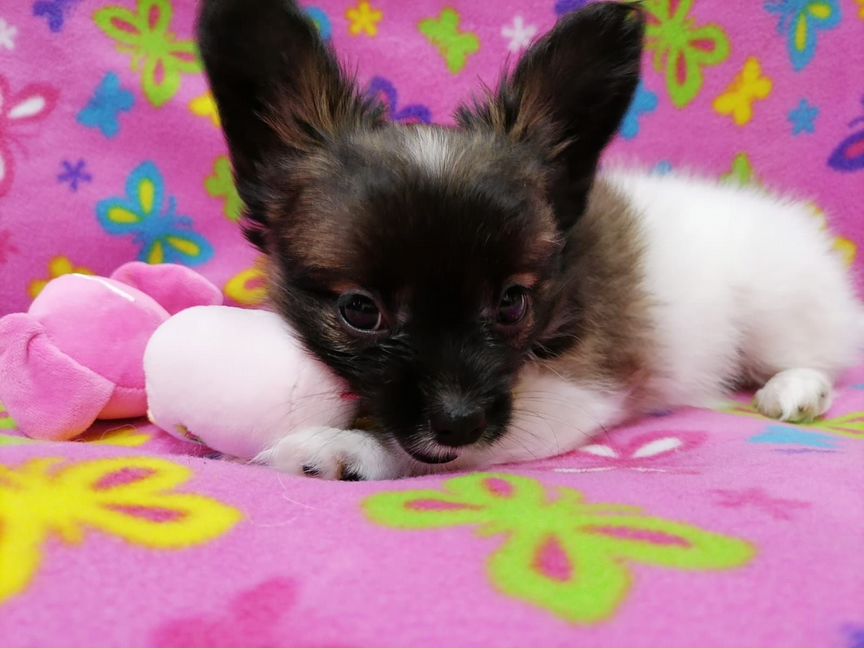 Щенки папийона