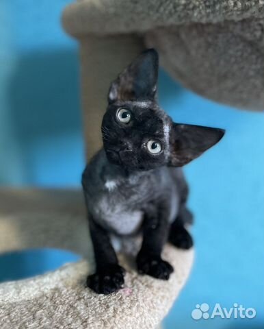 Корниш-рекс красавчик