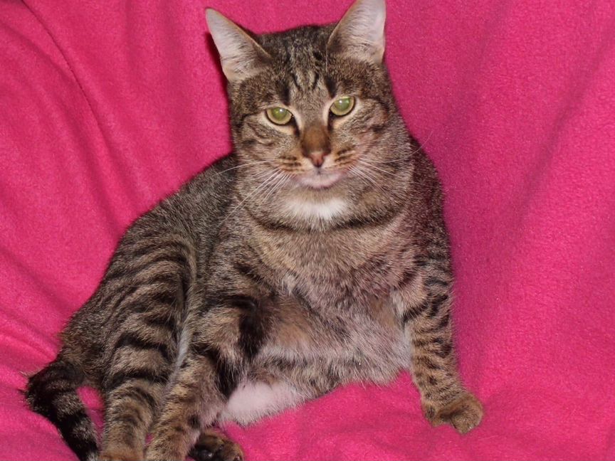 Котик ищет дом