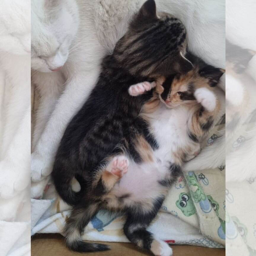 Котята