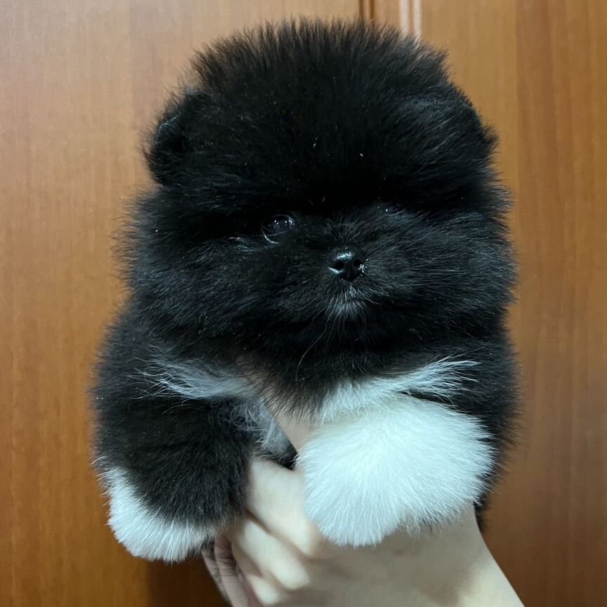 Немецкий шпиц, щенок