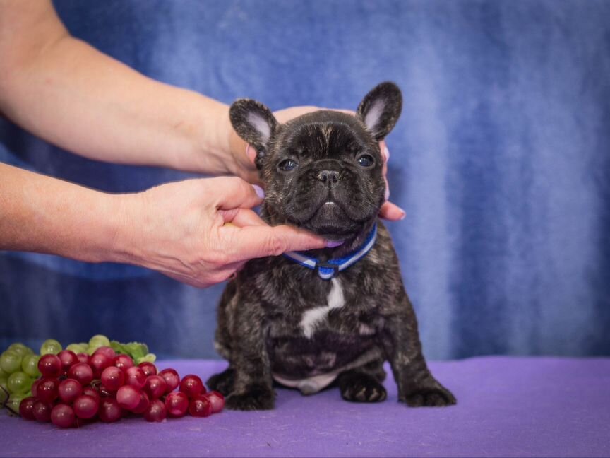 Щенки французского бульдога