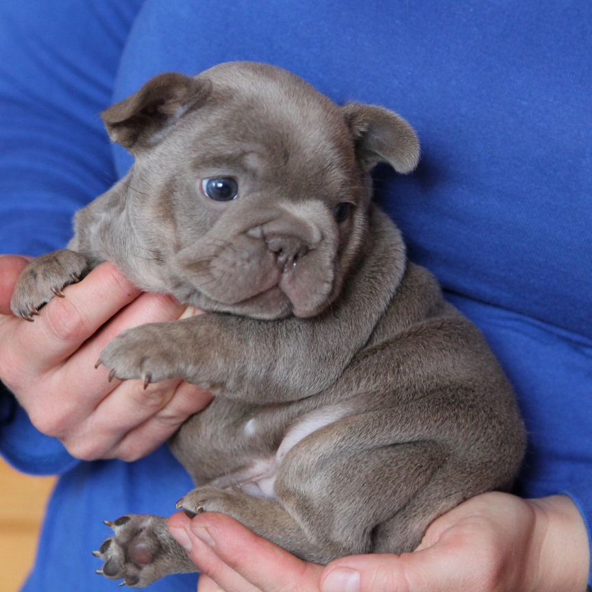 Француз золотая изабелла