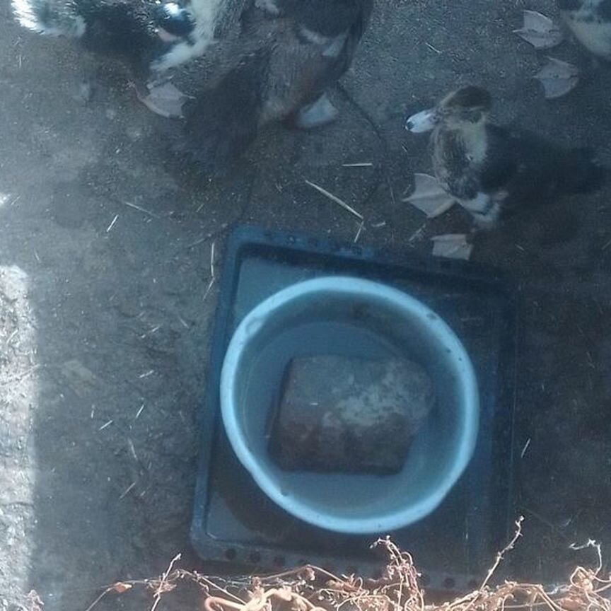 Утята подрощенные шипуны