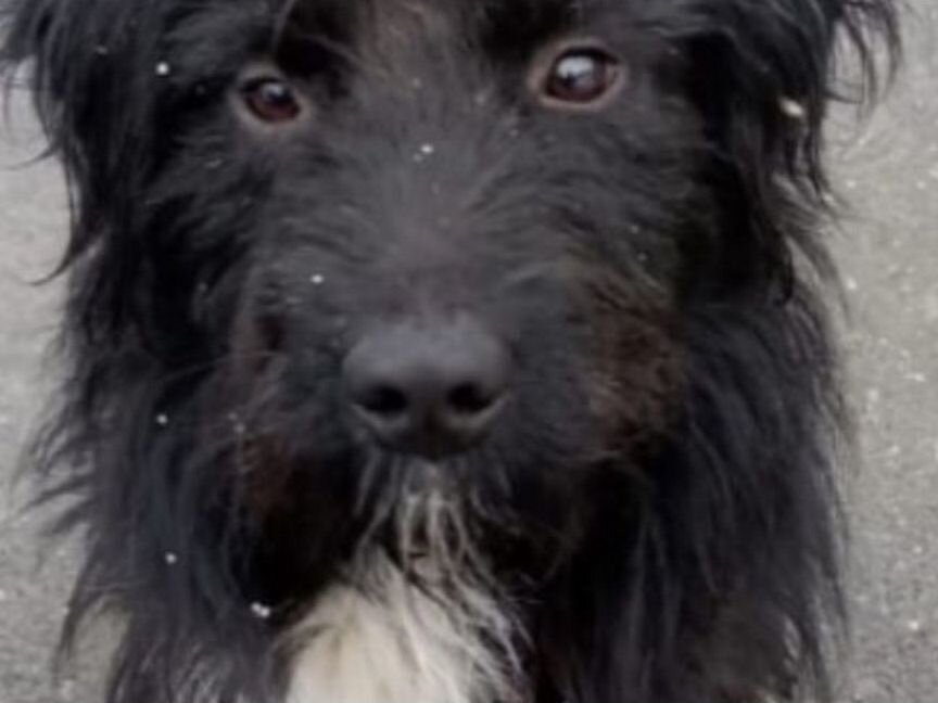 Собака в добрые руки