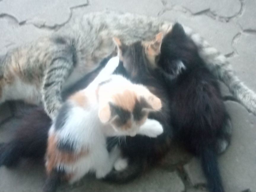 Котята (крысыловы)