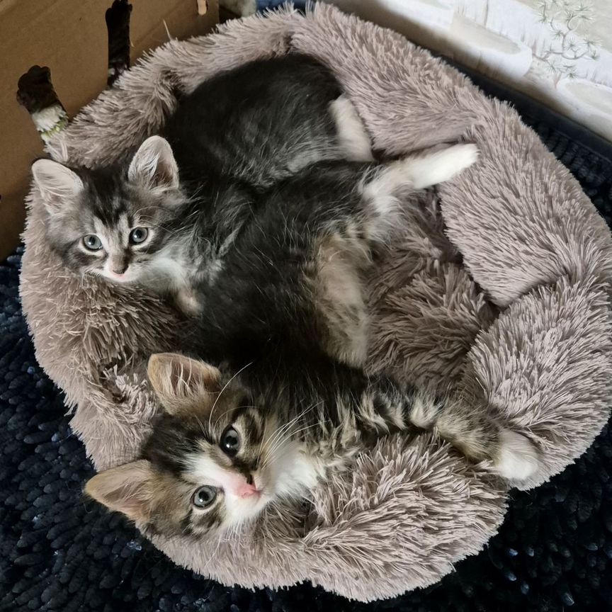 Котята в дар в добрые руки