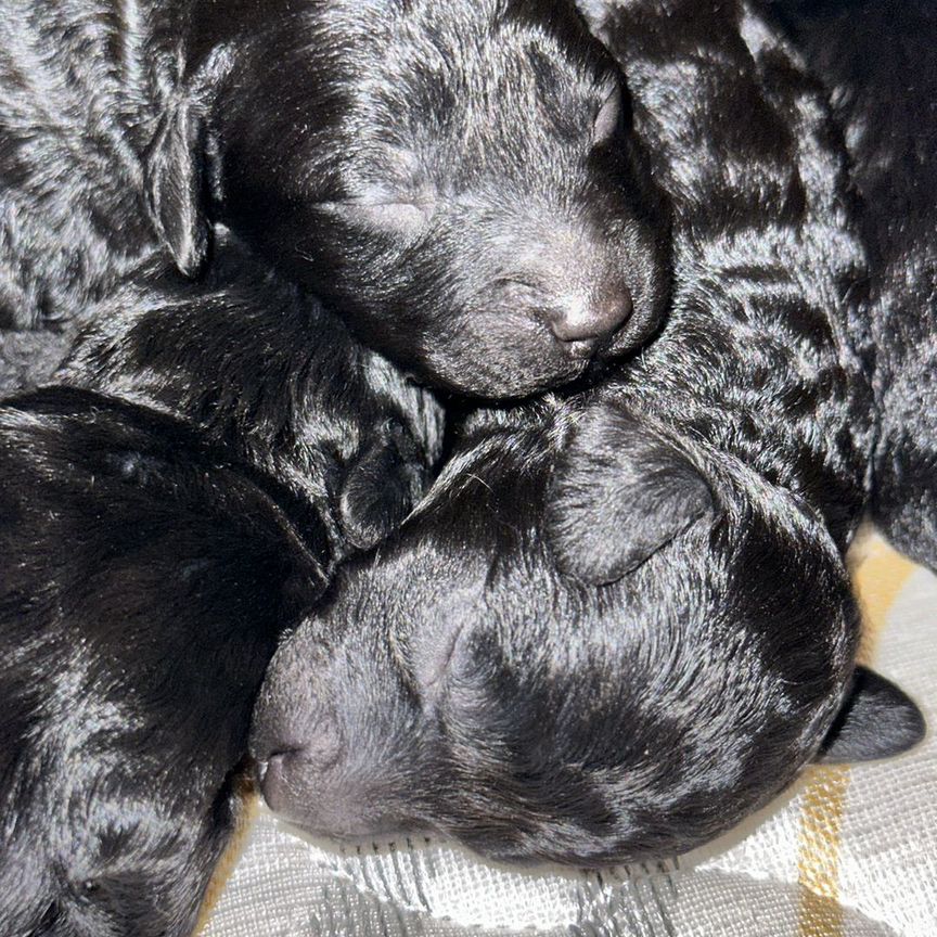 Той-пудель щенки