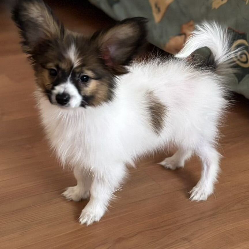 Континентальный той-спаниель папильон, щенок