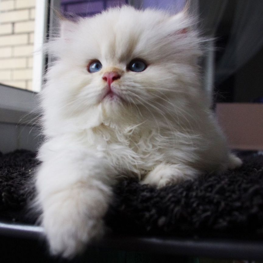 Котенок мальчик британская длиношерстная шиншилла