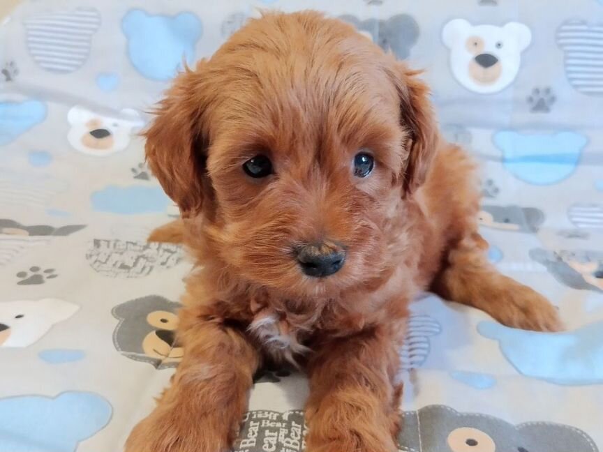 Мальчик йорки Пу