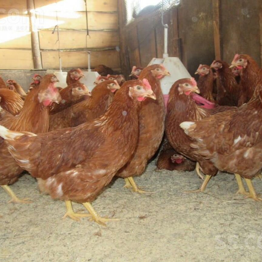 Несушки на дом