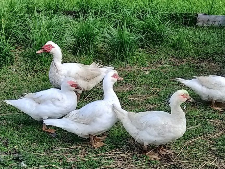 Семья индоуток тяжёлая линия