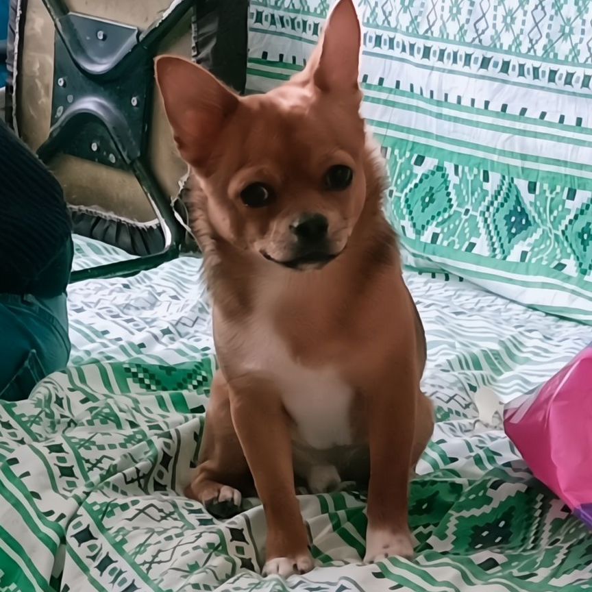 Чихуахуа, щенок