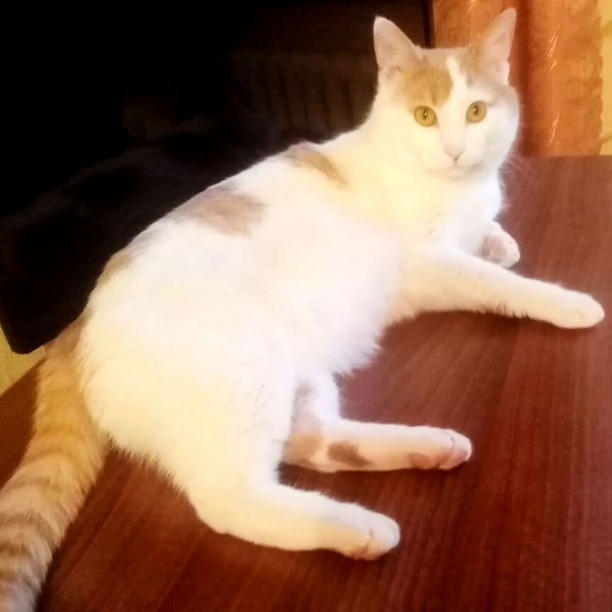 Взрослый кот в добрые руки