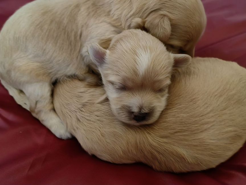 Мальтипу f1 бэби фейс