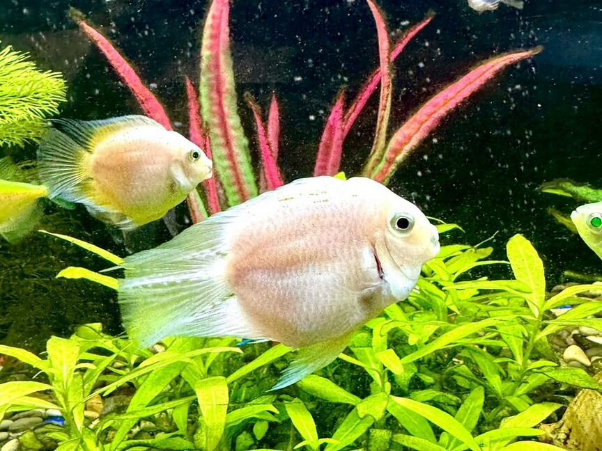 Рыбка попугай
