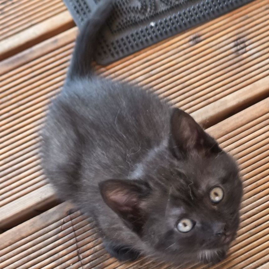 Котёнок в добрые руки