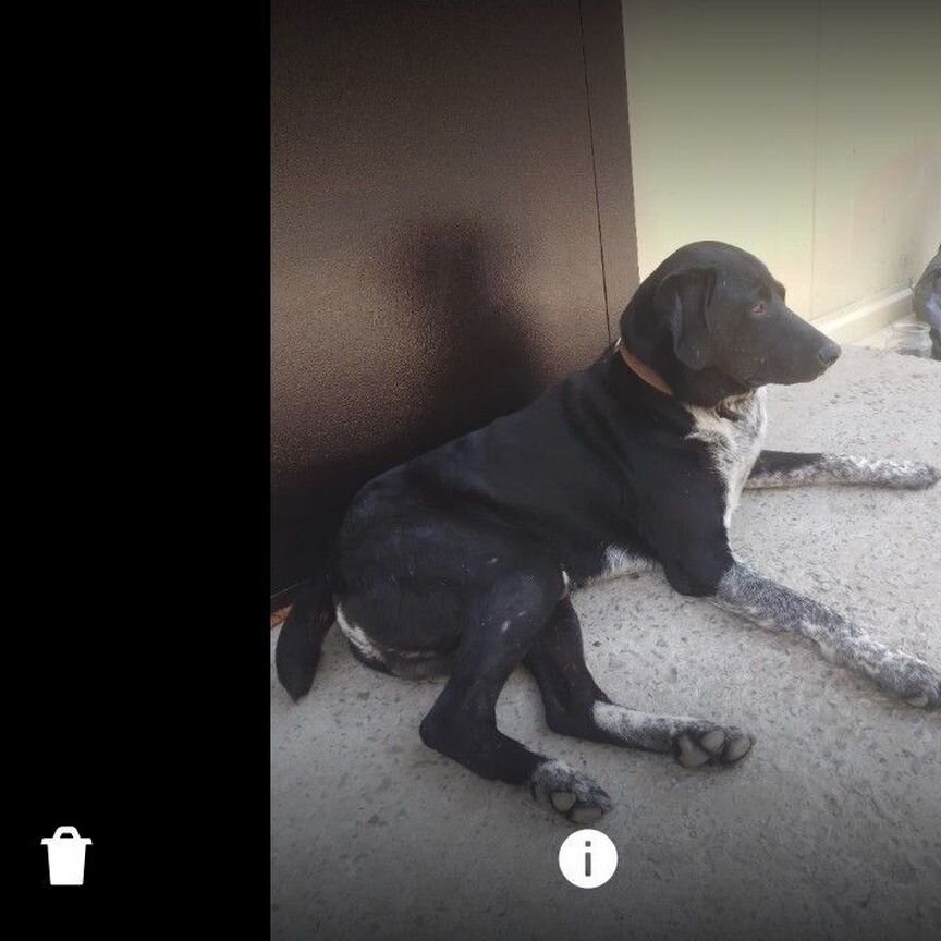 Собака в добрые руки отдам бесплатно