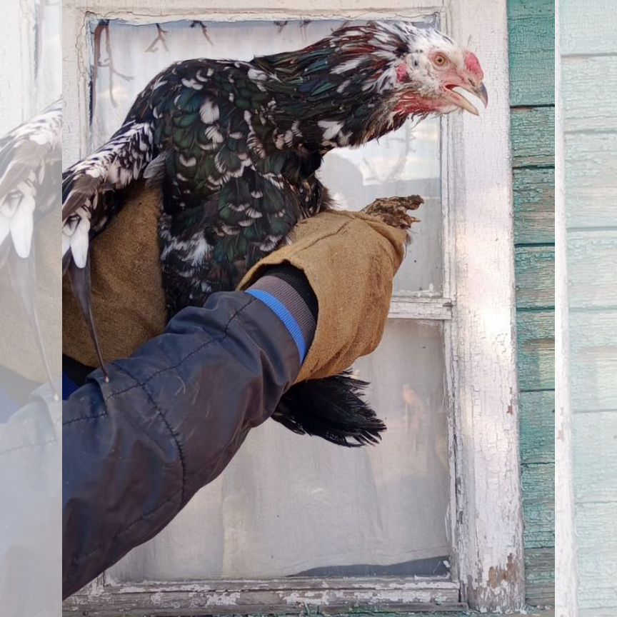 Петухи орловские