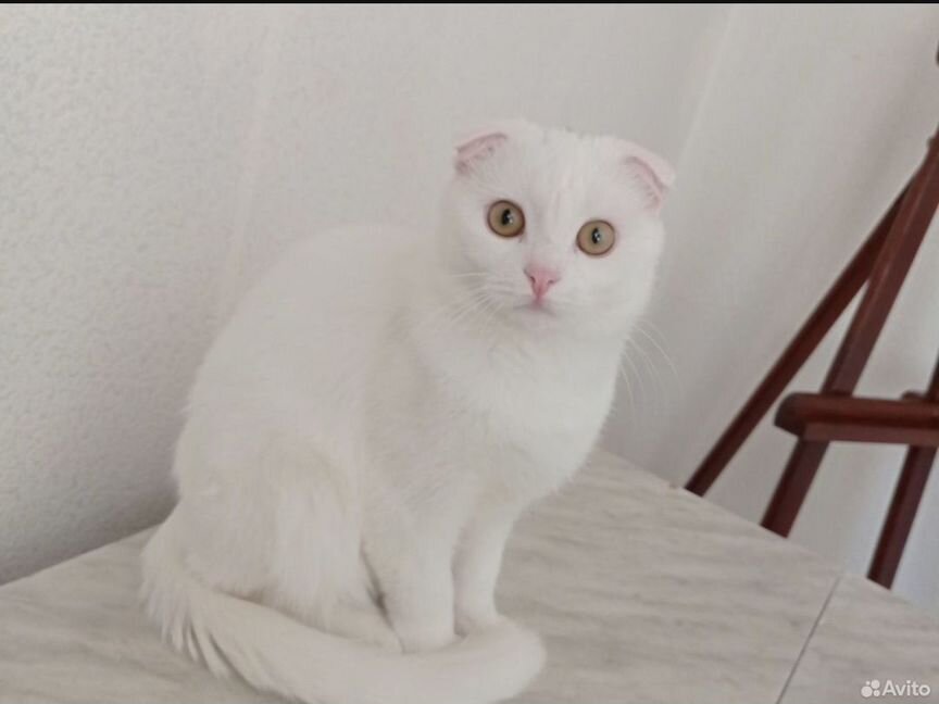 Отдам в добрые руки британского вислоухого кота