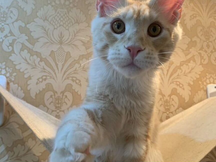 Котята мейн-кун