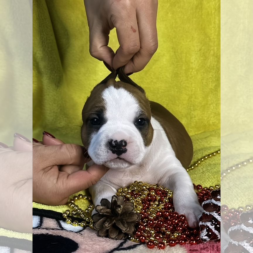 Американский стаффордширский терьер, щенок