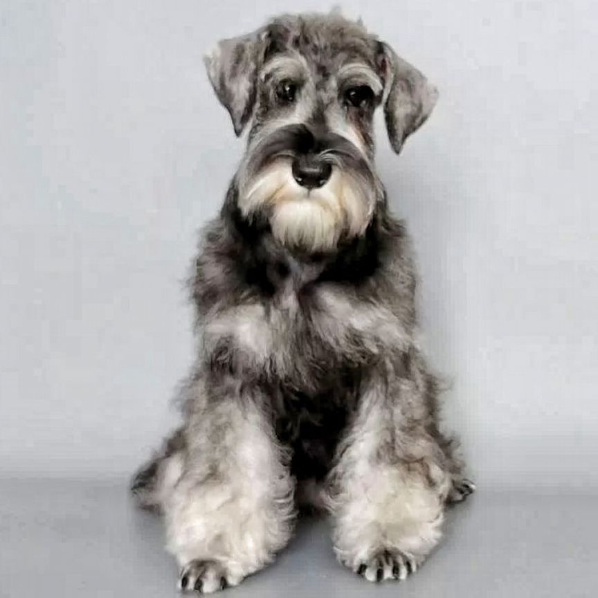 Цвергшнауцер, щенок