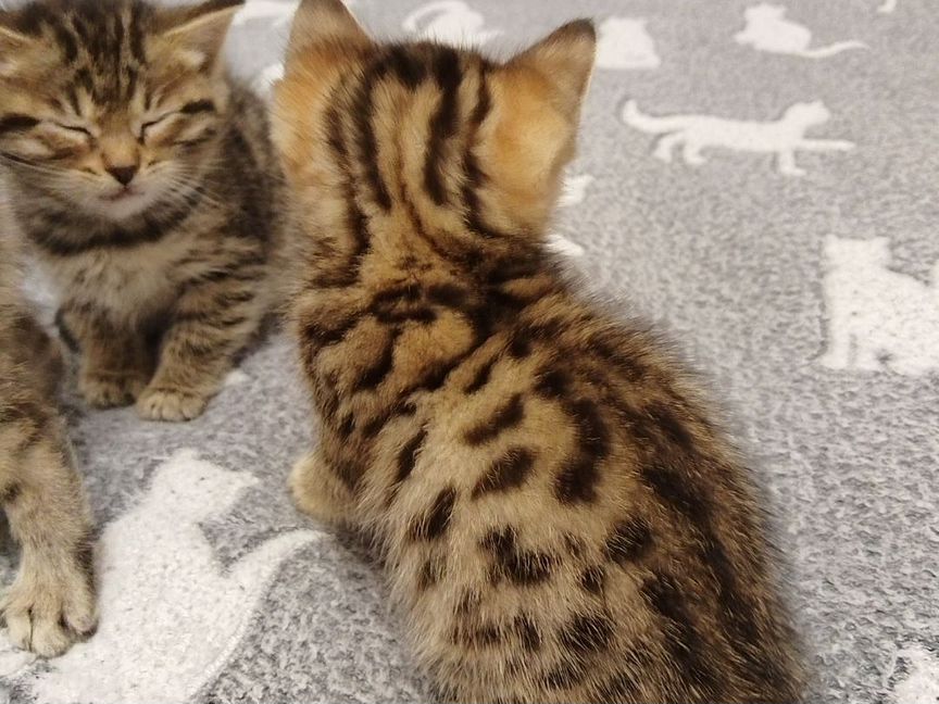 Бенгальская кошка