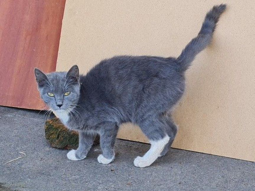 Ласковый котенок выживает на улицу. Ищет дом