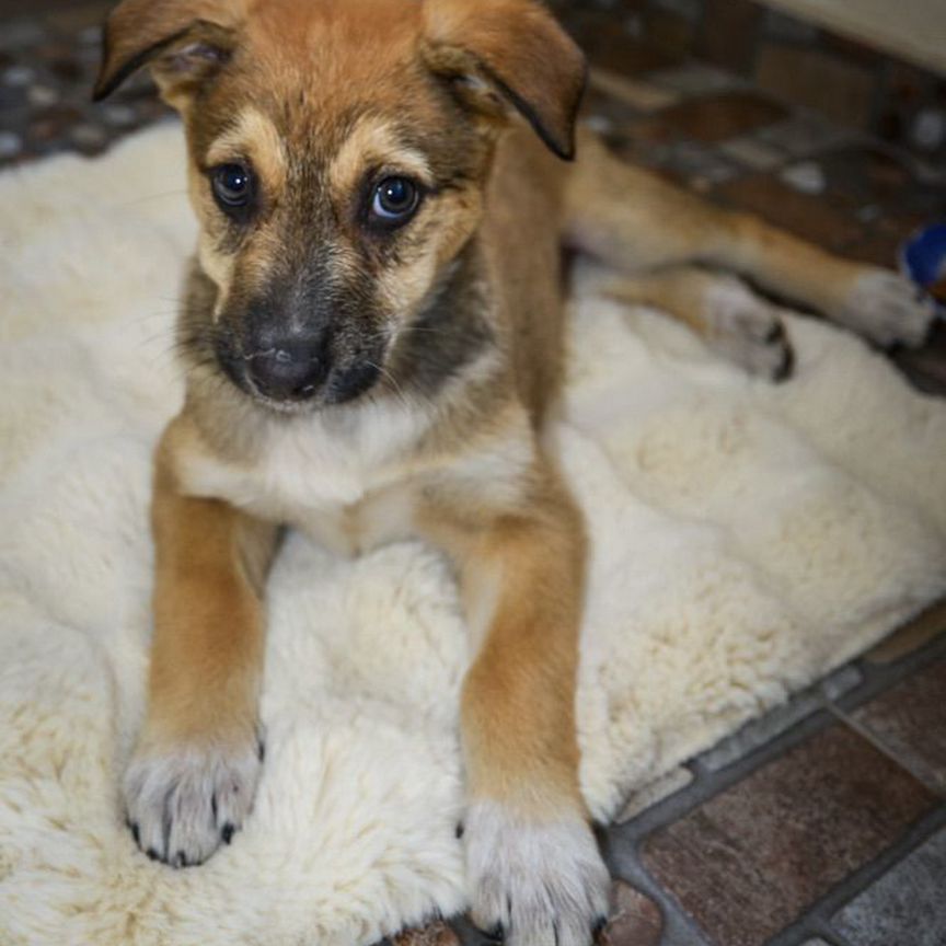 Щенок в добрые руки