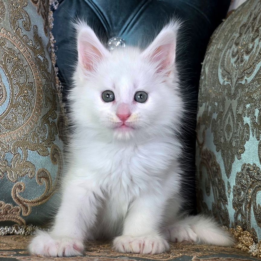 Мейн-кун котёнок
